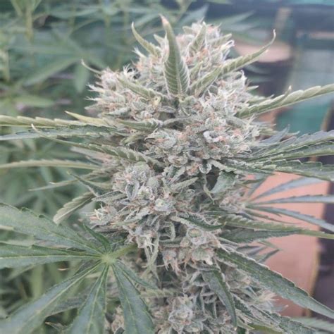 Bulletproof Wallet 【 Purple City Genetics 】 Feminizada ☑️