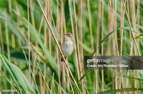 Far Ings National Nature Reserve Photos And Premium High Res Pictures