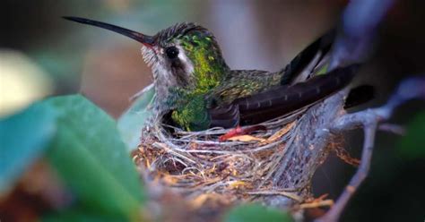 Sexual Dimorphism In Animals Animalbehaviorcorner