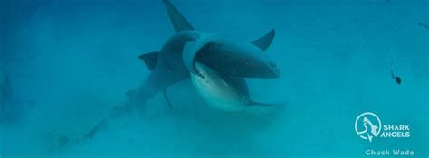Nurse Sharks Mating Shark Angels