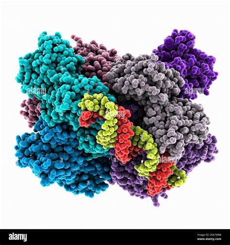 Molecular Model Of A Sars Cov 2 Non Structural Protein 15 Diverse Colours Complexed With A