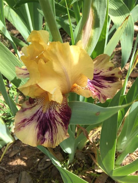 Anyone Growing Iris Ziggy In The Irises Forum