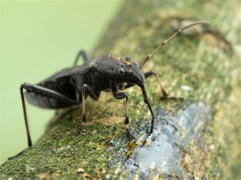 Assassin Bugs Are A Blessing In Disguise The Habitat