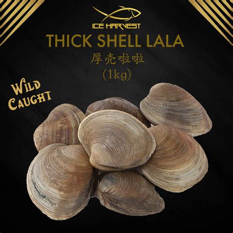 Thick Shell Lala 1kg Wild Caught Fresh Frozen 厚壳啦啦 Shopee Singapore