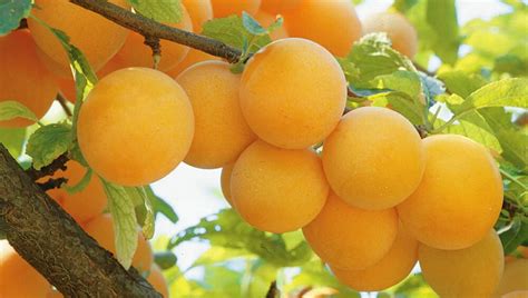 Вкуснейшие сорта желтой сливы | НПО «Сады России» — когда сад в ...