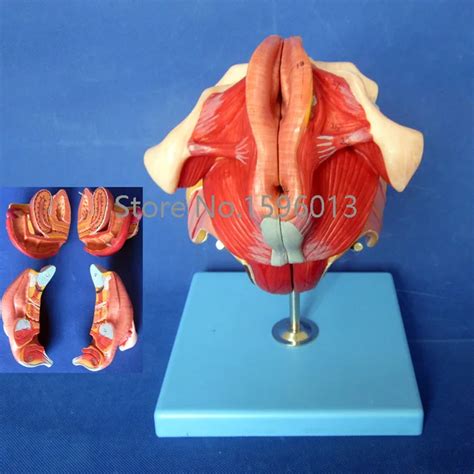 Female Genital Organs Model Anatomy Genital Structure Model In Medical Science From Office