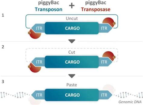 细胞基因过表达只会用慢病毒？2种新方法教你表达量up Up Up ！（一）转座子介导基因过表达 知乎