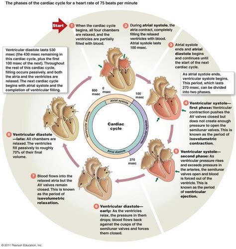Cardiac Cycle Phases Diagram Cardiac Cycle · Anatomy And Ph