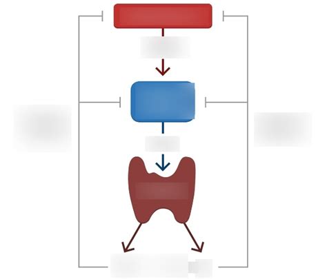 Diagram Of Adrenal Feedback Loop Quizlet