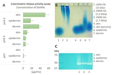 Hyaluronidase Activity In The Skin Hyaluronidase Activity Was Analyzed Download Scientific
