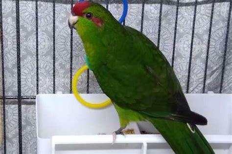 Huge Green Pied Male Kakariki