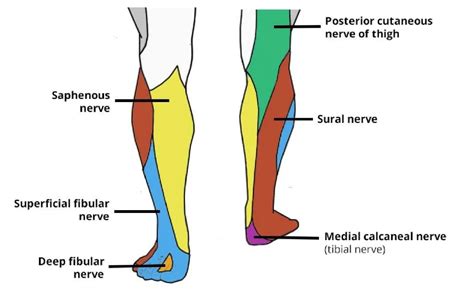 Nerve Anatomy Of The Lower Extremity Sports Med Review