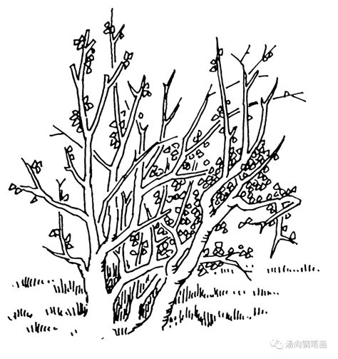 钢笔画树枝 钢笔画树 大山谷图库