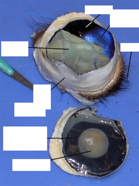 What Are Cow Eyeballs Used For At John Sigel Blog