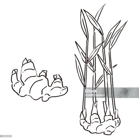 Clip Art Jahe Baru Dengan Daun Dan Tanpa Daun Ilustrasi Stok Unduh Gambar Sekarang Bahan