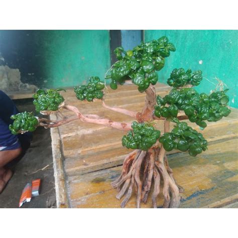 Jual Bonsai Aquascape Shopee Indonesia