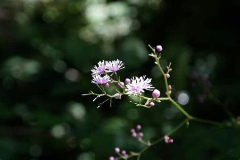 Pin by Jonggwan Ryu on 야생화 Floral art Flowers Wild flowers