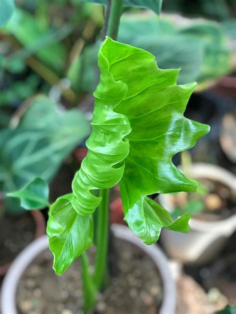 Xl Philodendron Selloum Variegata 白斑大天使