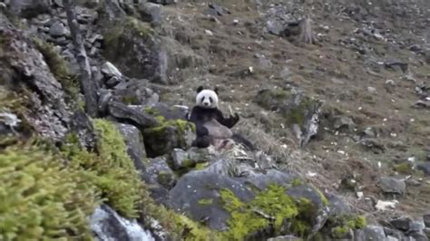 Хулсны баавгайн мах идэж буй дүр зураг олны анхаарлыг татжээ