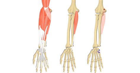 Flexor Carpi Ulnaris Origin Insertion And Action GetBodySmart