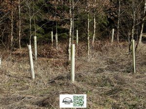 Tree Spacing Calculator Felling UK