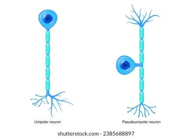 Pseudounipolar Sensory Neuron Over 10 Royalty Free Licensable Stock Illustrations Drawings