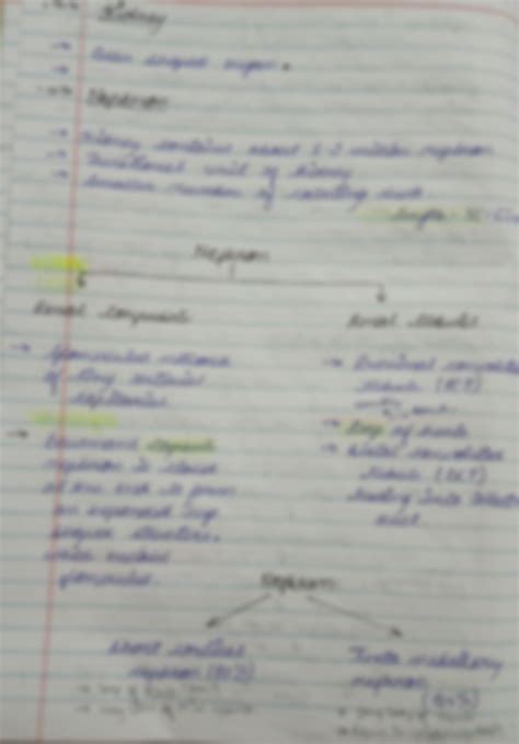 Solution Urinary System Notes Bsc Nursing 1st Year Studypool