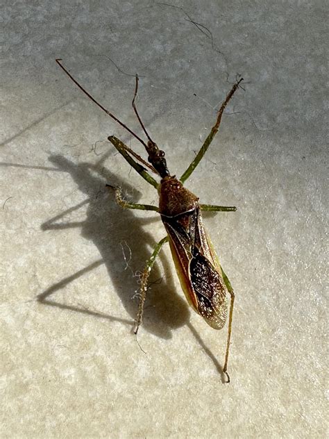 Leaf Hopper Assassin Bug A Bit Dusty Rentomology