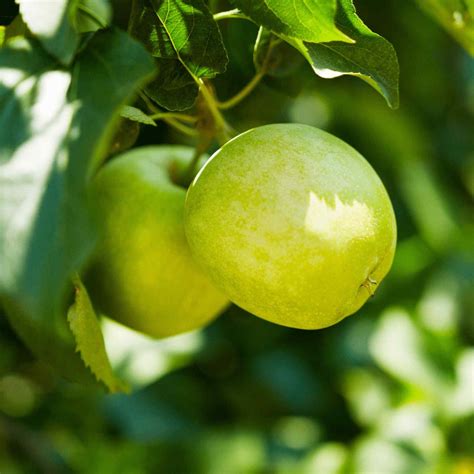 Granny Smith Apple Tree Epic Gardening