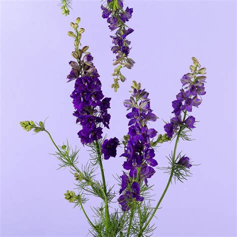 Larkspur Purple Sami Sacha Flowers Diy Wedding Arrangements Larkspur Wedding Arrangements