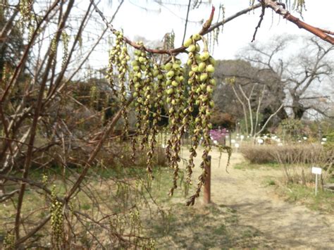 植物編のキブシ科のハチジョウキブシ
