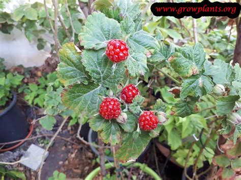 Rubus Parvifolius How To Grow And Care