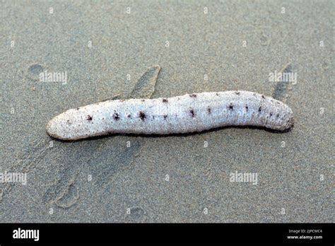Sea Cucumber On The Shallow Sea Floor On The Beach Echinoderms From