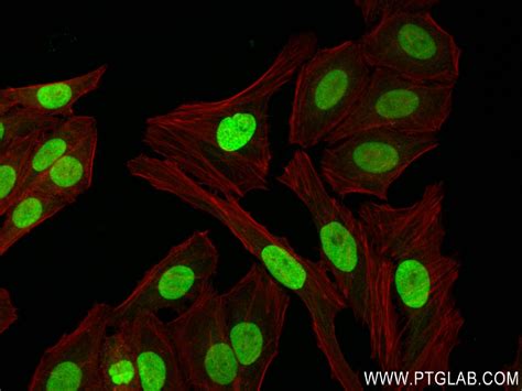 Histone H10 Antibody 83993 4 Rr Proteintech