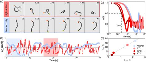 Microscopic Dynamics Of A Single Worm A Sequence Of Images
