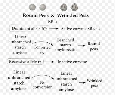 How Mutation In Sbei Gene Causes Wrinkled Phenotype Shailaja Kumari Posted On The Topic Linkedin