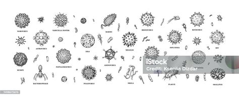 하얀 배경에 분리된 바이러스와 박테리아의 집합 다양한 유형의 미세 미생물 스케치 스타일의 벡터 그림 박테리아에 대한 스톡 벡터 아트 및 기타 이미지 Istock