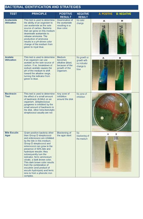 Bacterial Identification AND Strategies Medical Technology Studocu