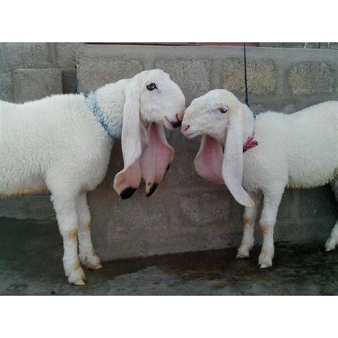 goat breed object detection dataset and pre trained model by goat