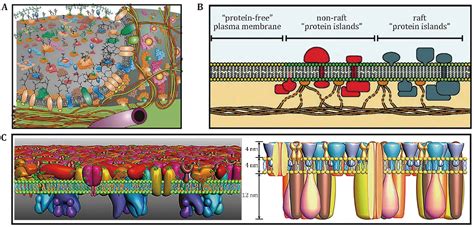 Figure From Studying Structure And Functions Of Cell Membranes By Single Molecule Biophysical