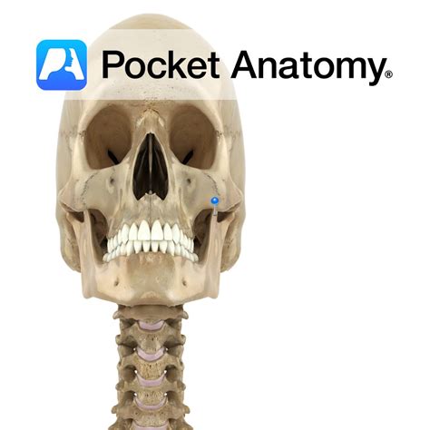 Mandible Coronoid Process Pocket Anatomy