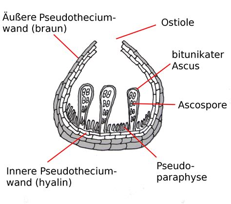Ascocarp Labeled