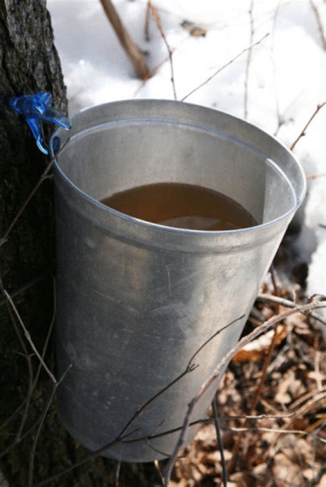 Life Cycle Of A Cedar Tree