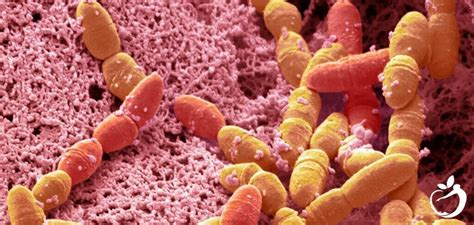 Perianal Strep Diagnosis Prevention Treatment Pandas Blog