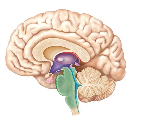Components Of Forebrain Diencephalon Midbrain Hindbrain Diagram Quizlet