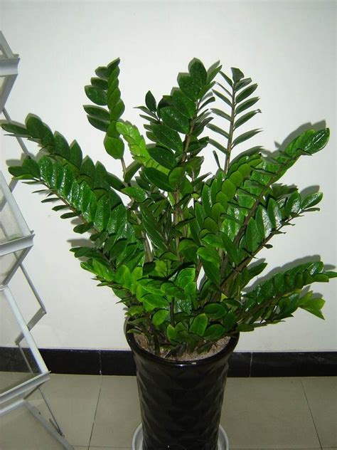 金钱树 室内观叶植物 植物365