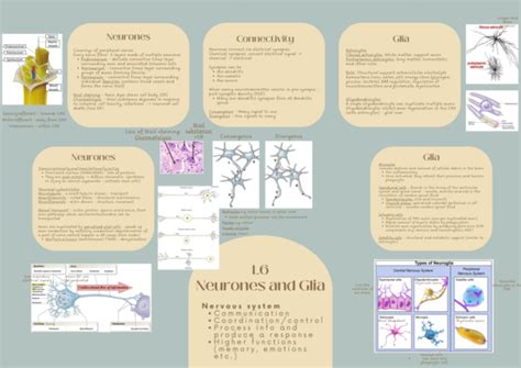 L Neurons And Glia BBY Studocu