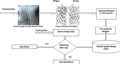 Feature Extraction And Matching For Cattle Identification Download Scientific Diagram