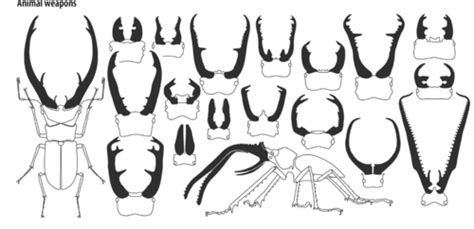 Agression Flashcards Quizlet