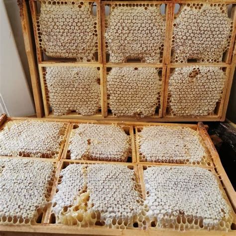 Мед и прашец от планината Пчелен Мед Букет Притежава разнообразни лечебни качества тъй като